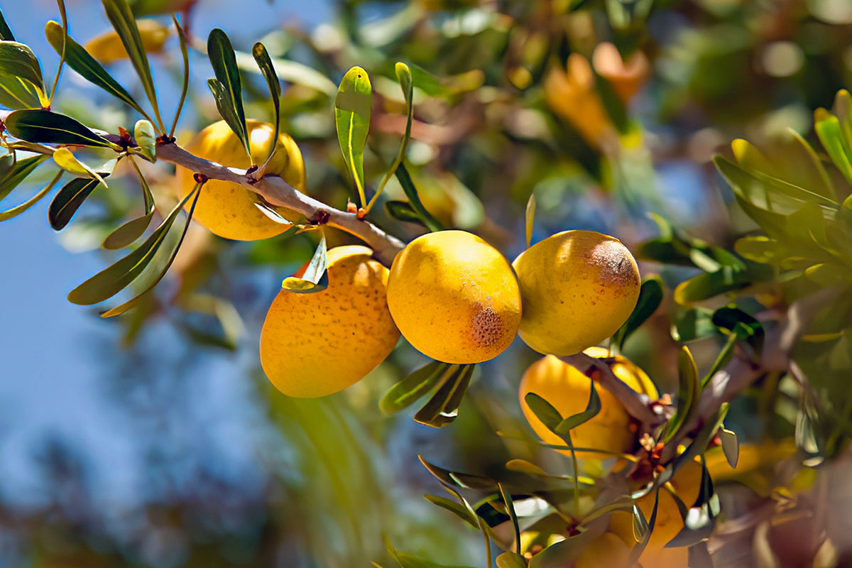 Базовое масло арганы (Argania spinosa L.) — свойства, применение ...